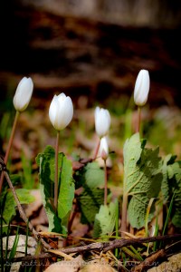 Signs of Spring – Sunset Winds Photography
